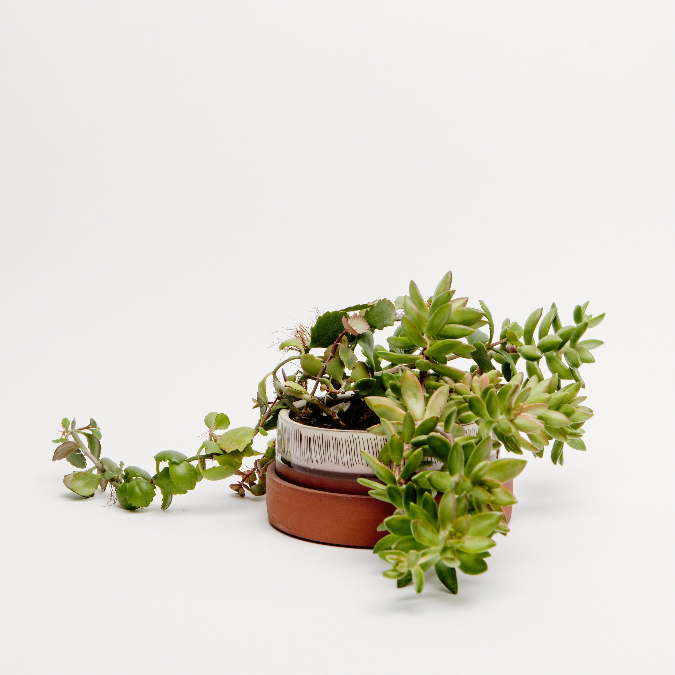 Short Plant Pot