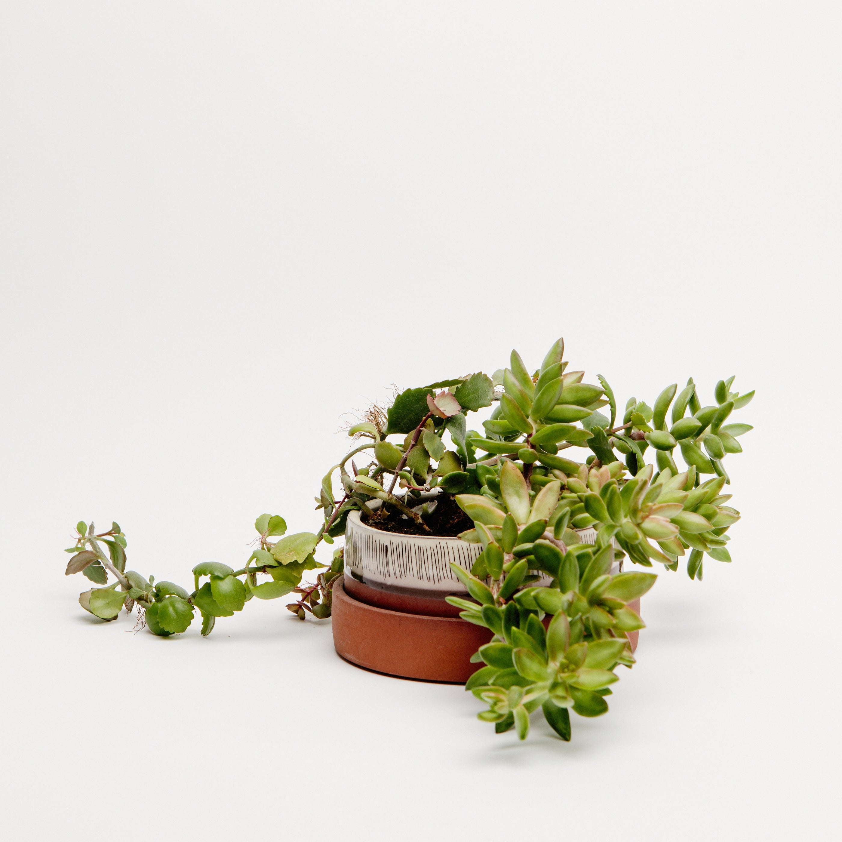 Short Plant Pot
